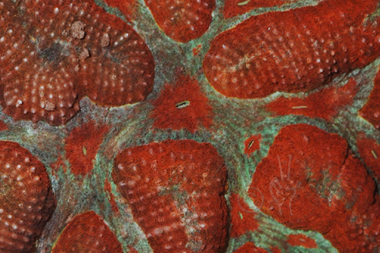Multi Color Symphyllia Brain Coral - Symphyllia spp.