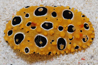 Spotted Yellow Sea Slug - Phyllidia spp.