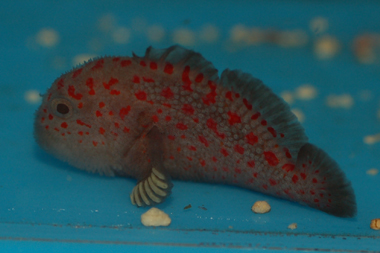 Spotted Gumdrop Coral Croucher - Caracanthus madagascariensis