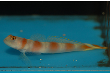 Flagtail Pinkbar Goby - Cryptocentrus yanoi