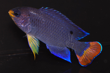 Orangetail Blue Damselfish - Chrysiptera cyanea-Male