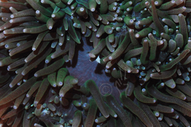 Purple and Green Sebae Anemone - Heteractis crispa
