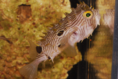 Spiny Box Burrfish - Chilomycterus schoepfii