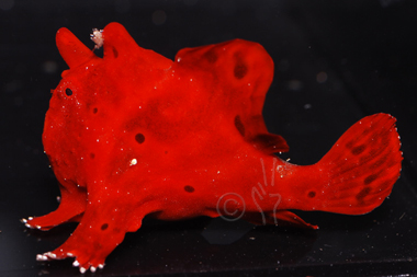 Red Anglerfish - Antennarius maculatus