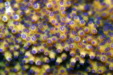 Blue Polyp Encrusting Yellow Monti Coral - Tonga Collected - Montipora spp.