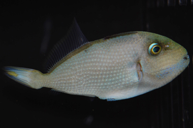 Blue Jaw Triggerfish - Xanthichthys auromarginatus