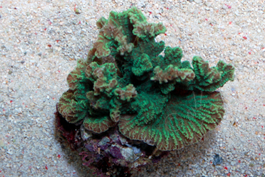 Green Ruffled Ridge Coral - Maricultured - Merulina ampliata