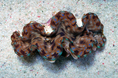 Blue Spot Squamosa Clam - Tridacna squamosa
