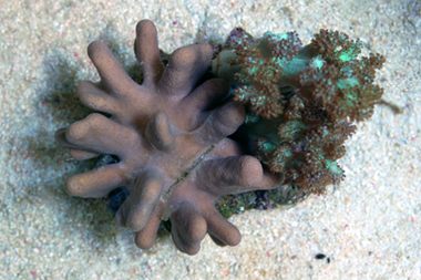 Crown Leather and Green Kenya Tree Combo - Maricultured - Lobophytum ...