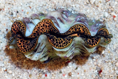 Ultra Gold Maxima Clam - Tahiti Collected - Tridacna maxima