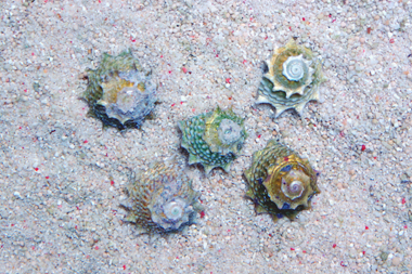 5 Ninja Star Snails - Astraea spp.