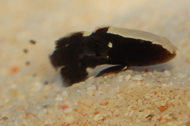 RARE White Cap Goby - Lotilia graciliosa