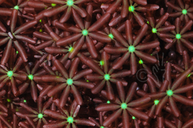 Green Center Daisy Polyps - Knoppia spp.