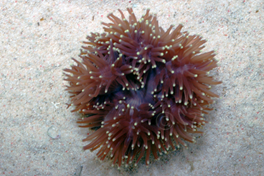 Yellow Tipped Ritteri Anemone - Brown Base - Heteractis magnifica