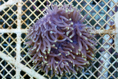 Yellow Tip Ritteri Anemone - Brown Base - Heteractis magnifica