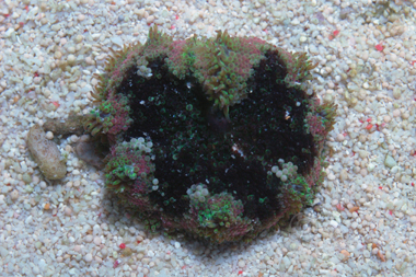 Maxi-Mini Carpet Anemone - Stichodactyla tapetum
