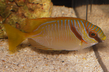 Scribbled Rabbitfish - Siganus doliatus