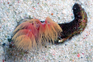 Orange and Red Coco Worm - Protula magnifica