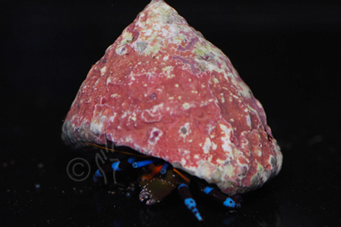 Electric Blue Knuckle Hermit Crab - Calcinus elegans