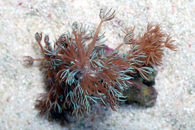 Blue Xenia - Aquacultured - Anthelia spp.