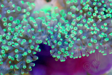 Green Tipped Bubble Anemone - Purple Base - Entacmaea quadricolor