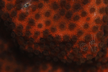 Super Orange Encrusting Montipora - Montipora nodosa
