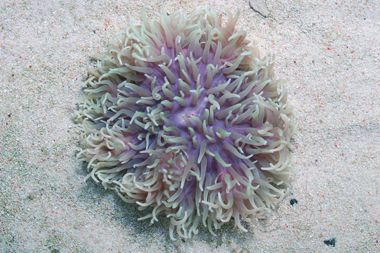 Blue Tipped Yellow Tentacle Pink/Purple Sebae Anemone with White Base ...