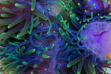 Green Tip Ritteri Anemone - Purple Base - Heteractis magnifica