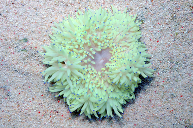 Blue Tipped Sebae Anemone - Heteractis crispa