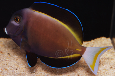 Gold Rim Tang - Acanthurus nigricans
