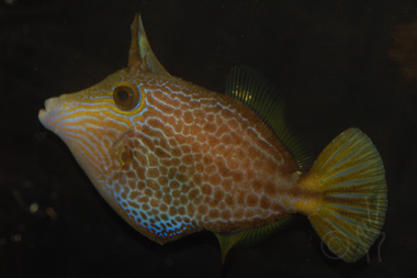 Honeycomb Filefish - Cantherhines pardalis