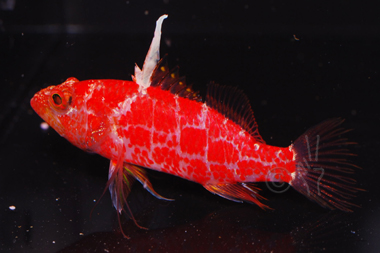Geometric Pygmy Hawk - Plectranthias inermis