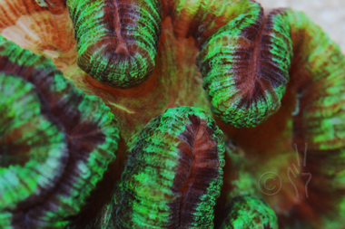 Siamese Twin Neon Green Wellsophyllia - Trachyphyllia radiata