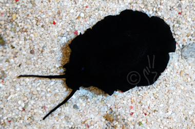 Ducksbill Limpet - Scutus sp.