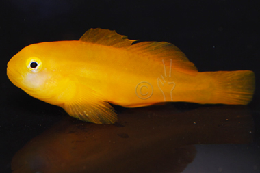 Yellow Clown Goby - Gobiodon okinawae
