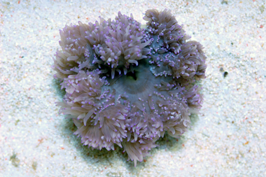 Purple Tip Sebae Anemone - Heteractis crispa