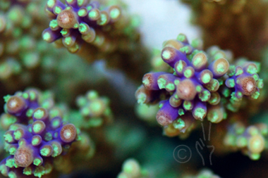 Tri Color Acropora - Tonga Collected - Acropora valida