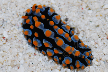 Pimpled Sea Slug - Phyllidia spp.