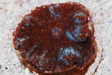 Superman Bullseye Mushroom - Rhodactis spp.