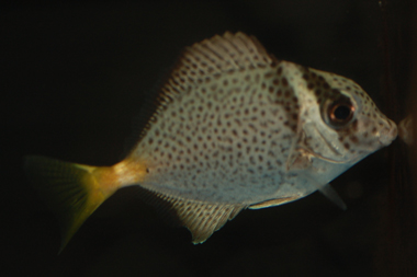 Spotted Sawtail Tang - Prionurus sp.