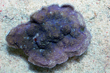 Scrolling Blue Polyp Montipora - Montipora peltiformis