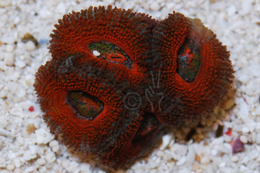 Red Acan Lord - Frag - Acanthastrea lordhowensis