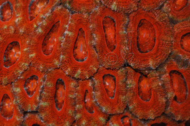 Acan Lord Brain Coral - Acanthastrea lordhowensis