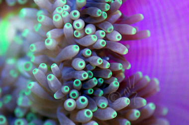 Green Tip Bubble Anemone - Purple Base - Entacmaea quadricolor