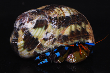 Electric Blue Knuckle Hermit Crab - Calcinus elegans