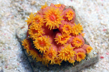 Orange Sun Polyp Coral - Cultured - Tubastrea spp.