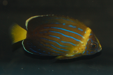 Blue Line Angelfish - Juvenile - Chaetodontoplus septentrionalis