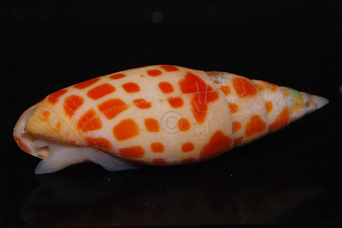 Orange Spotted Mitra Snail - Mitra mitra