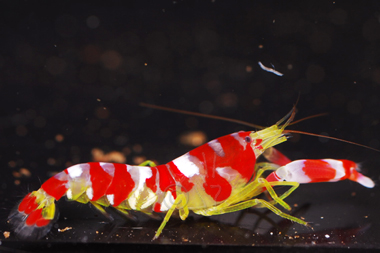 Candy Stripe Pistol Shrimp - Alpheus randalli