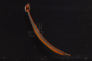 Bluestripe Pipefish - Female - Doryrhamphus excisus
